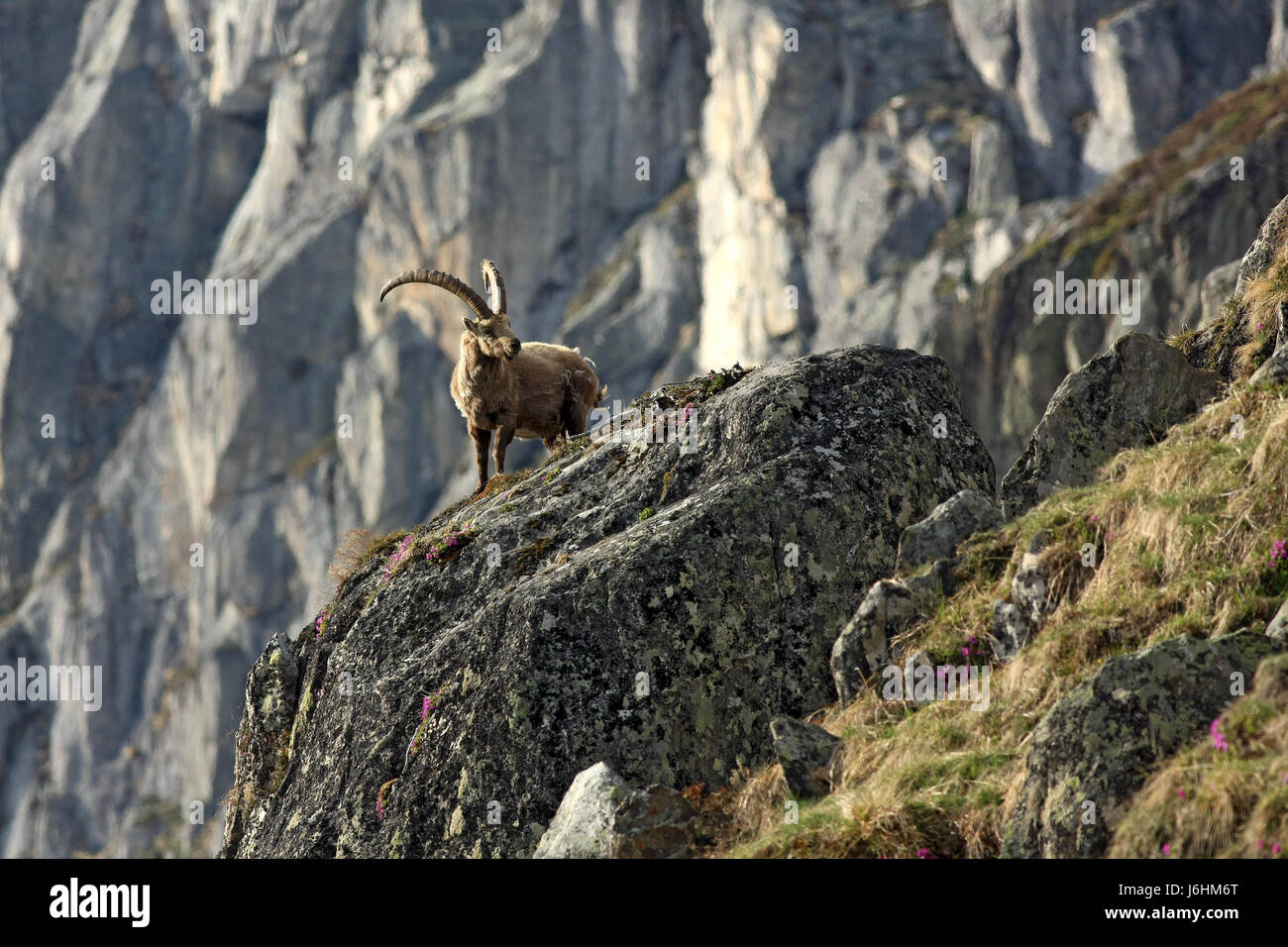 Ibex emblem hi-res stock photography and images - Alamy