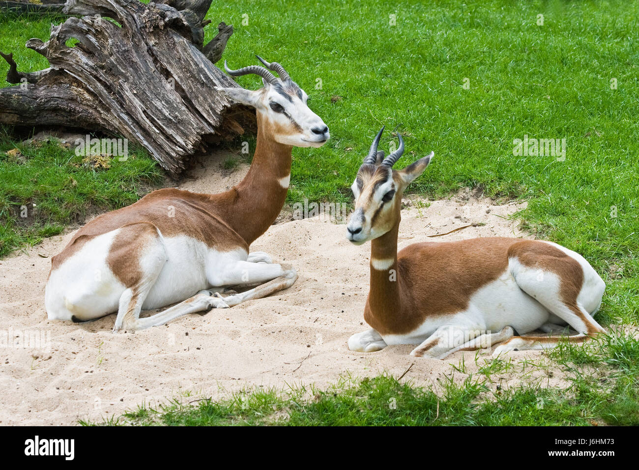 animal mammal animals mammals antelope gazelles animal mammal wild ...