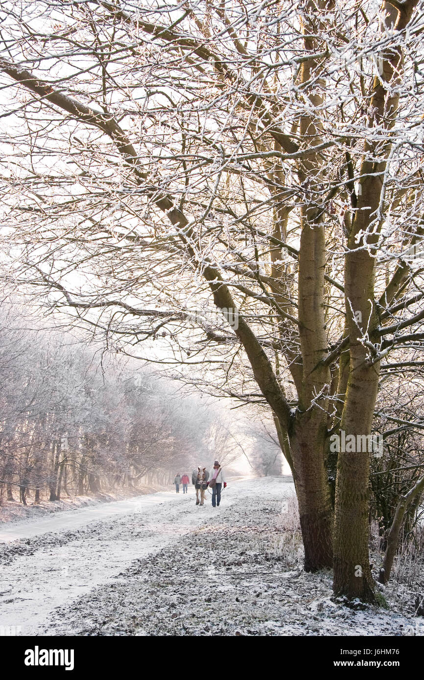 tree trees cold snow coke cocaine material drug anaesthetic addictive ...