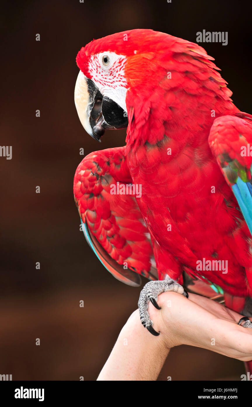 bird feathers scarlet parrot red talk speaking speaks spoken speak ...