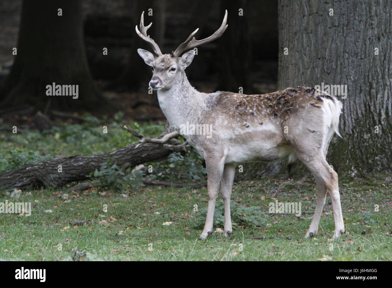 male masculine horns fallow deer hart stag mammal male masculine ...