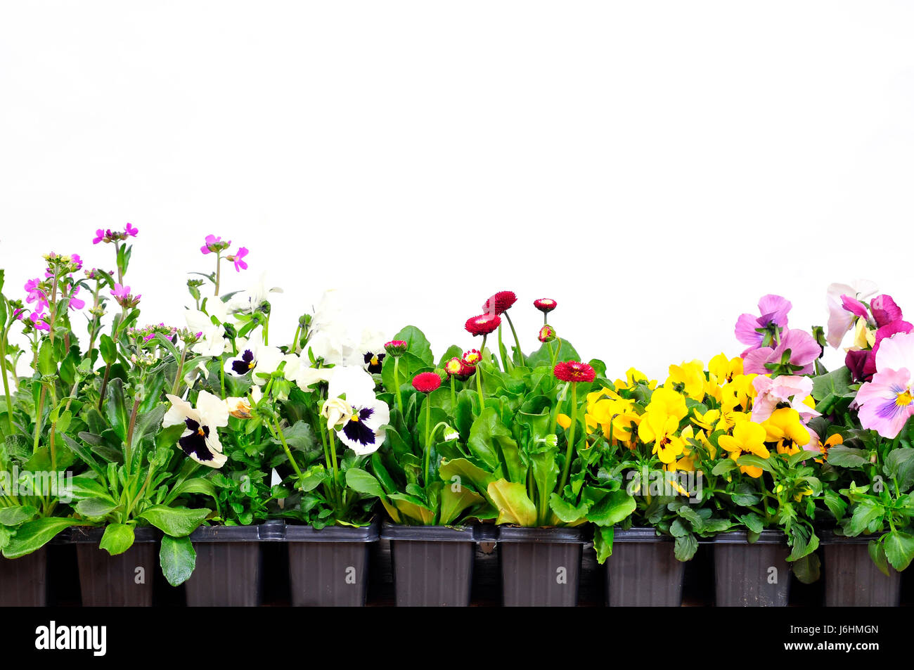 flower flowers plant violet chest daisy staircase backdrop background ...
