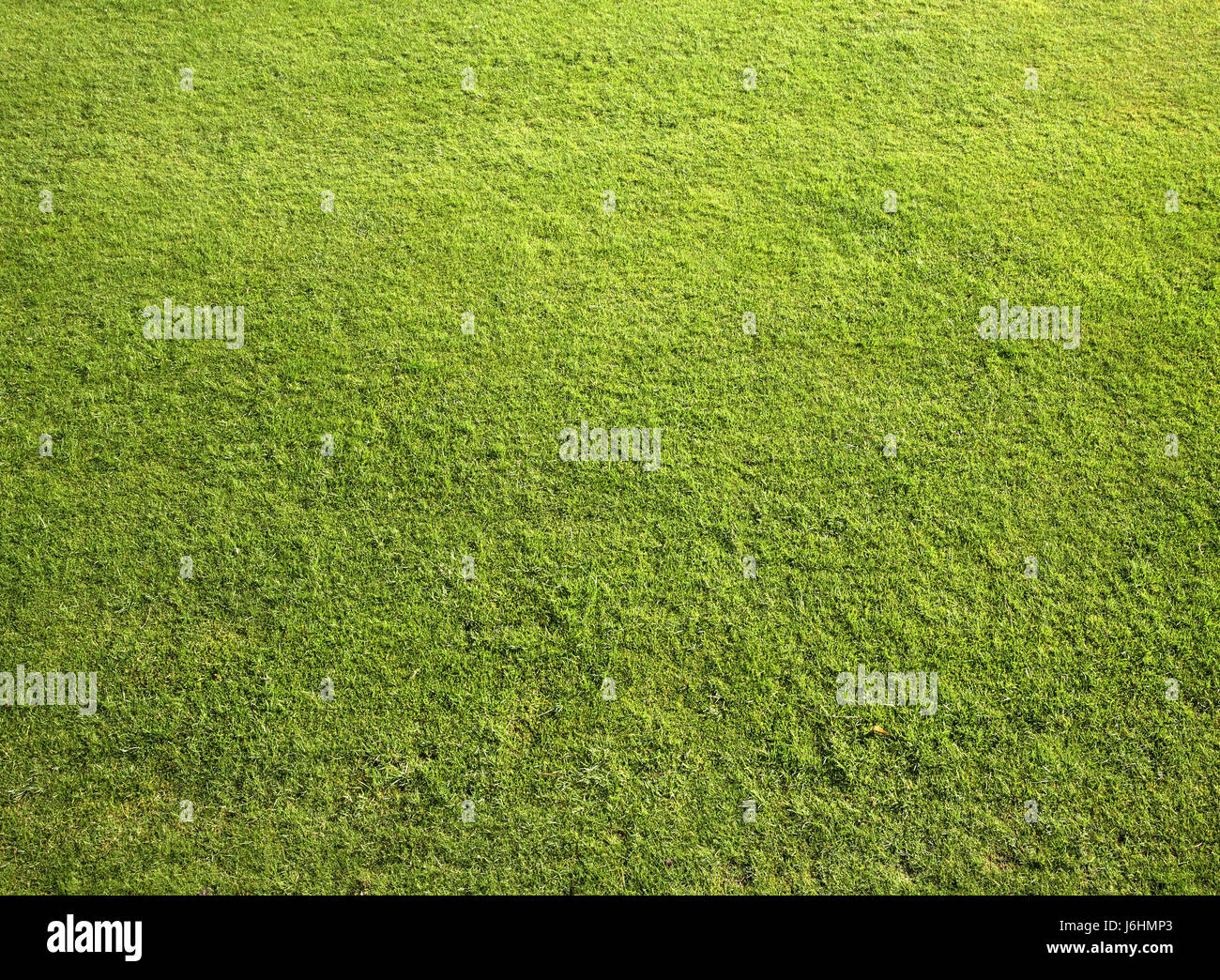 close colour field uniform small tiny little short surface cut bowling ...