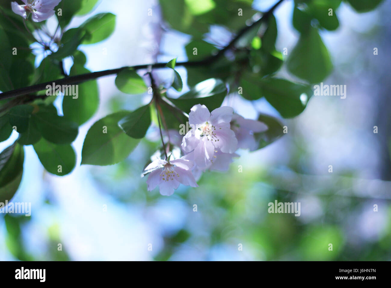 beautiful beauteously nice tree flower plant bloom blossom flourish ...