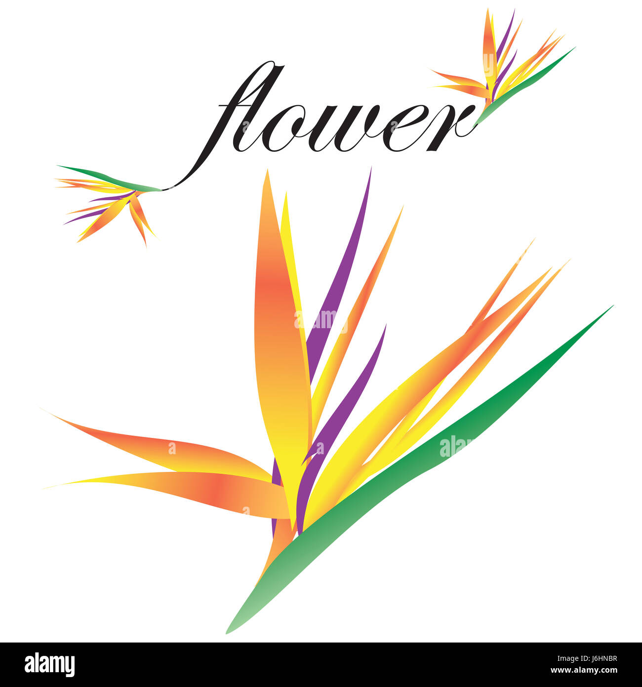 Drawing bird of paradise hi-res stock photography and images - Alamy