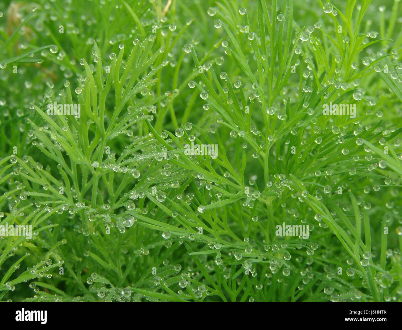 environment enviroment leaves agriculture farming drop wet dew diet ...