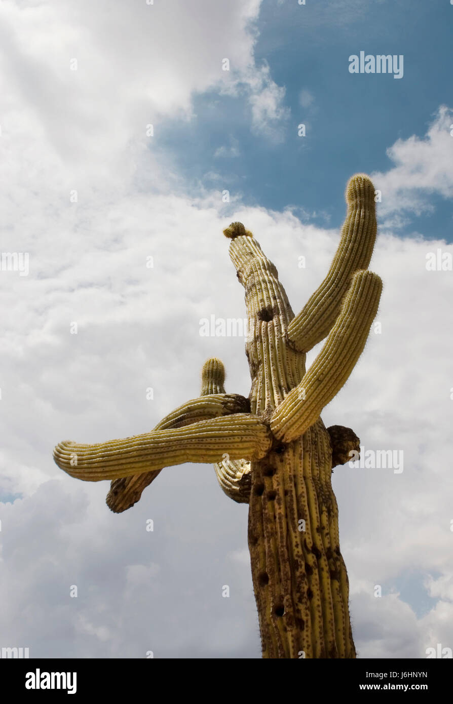 desert wasteland cloud flora nest arizona cactus hole twisted thorn ...