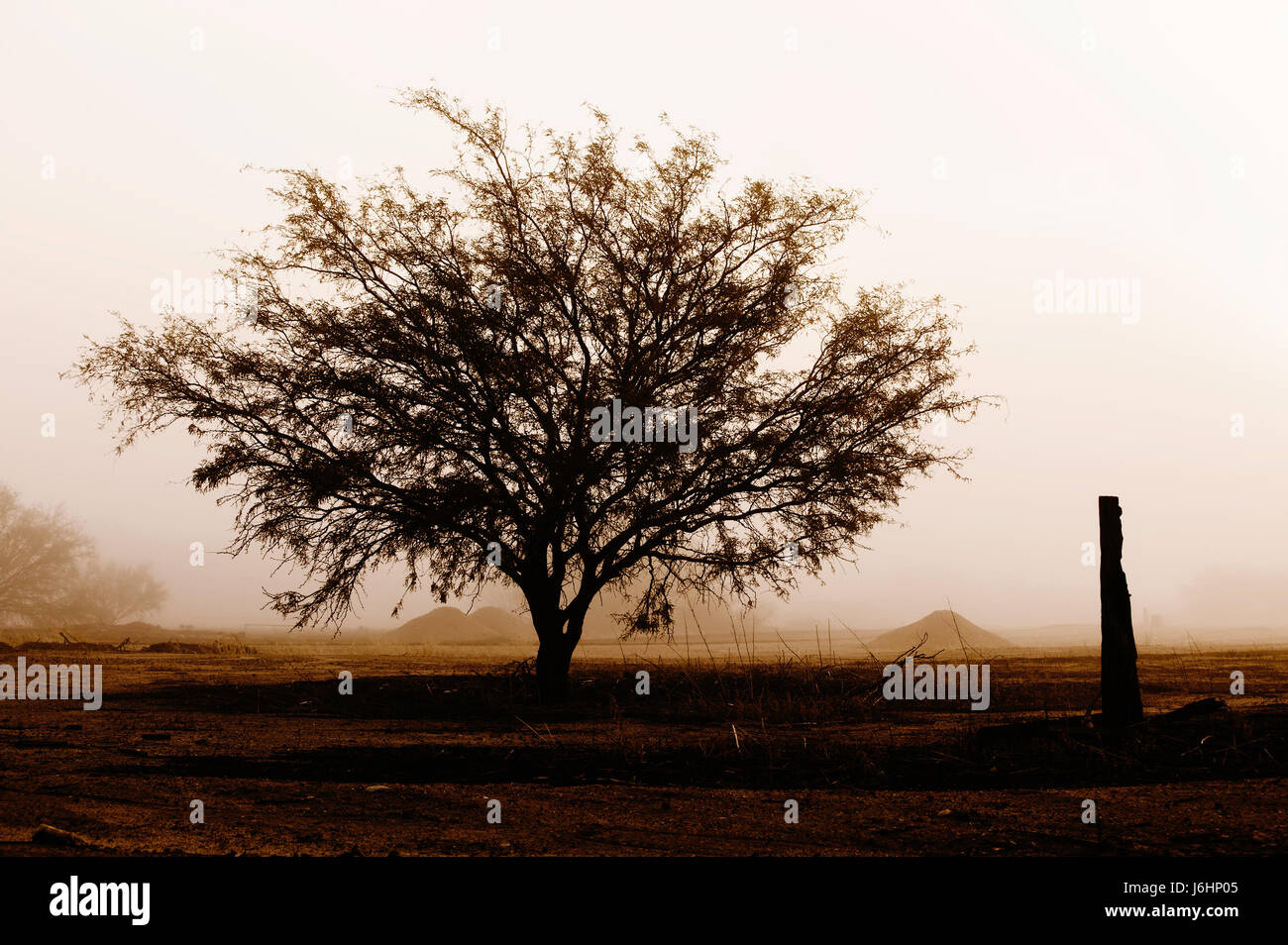leaf tree trunk contrast fog flora solitary smog dry dried up barren ...