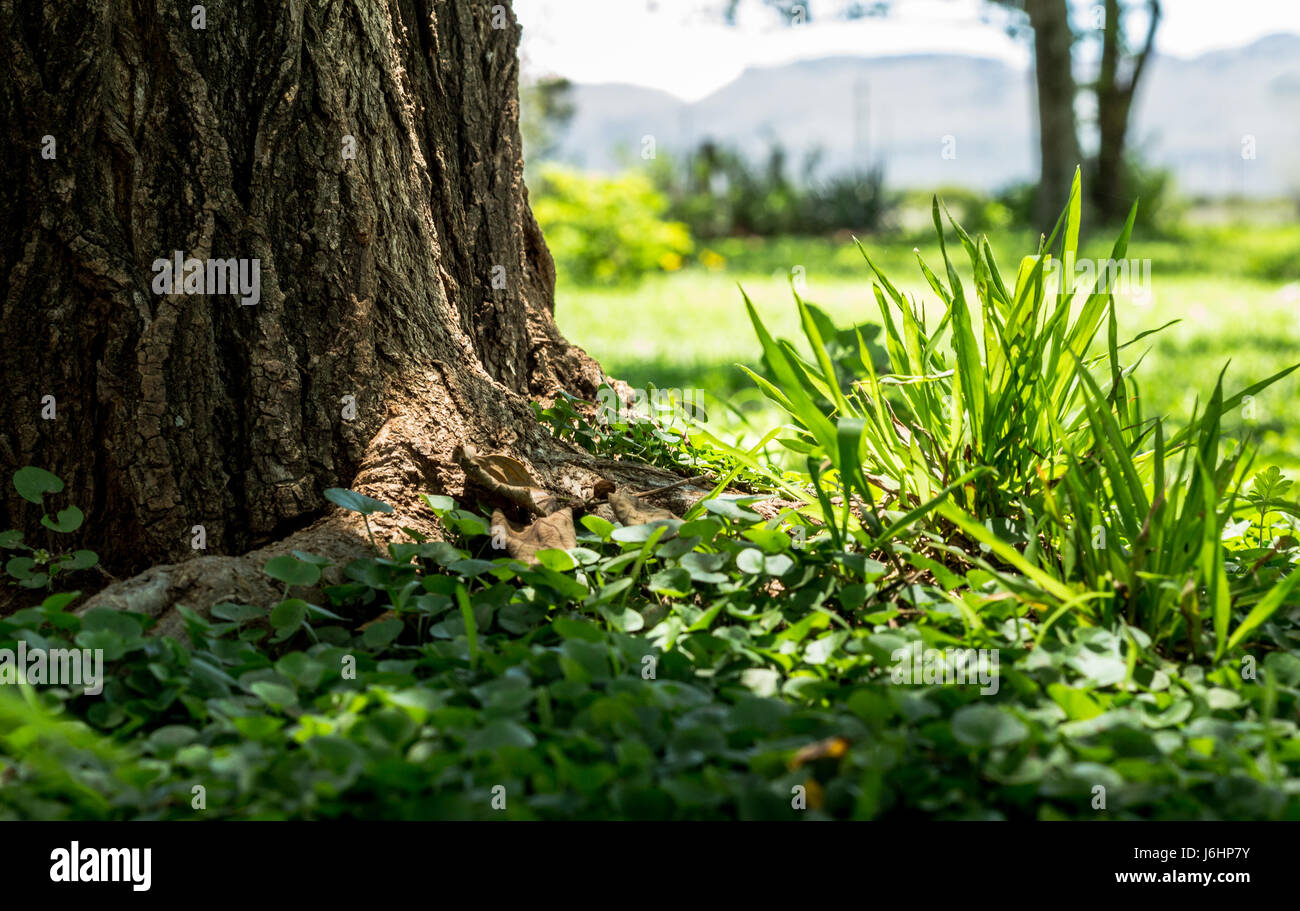 Tree stump ideas hi-res stock photography and images - Alamy