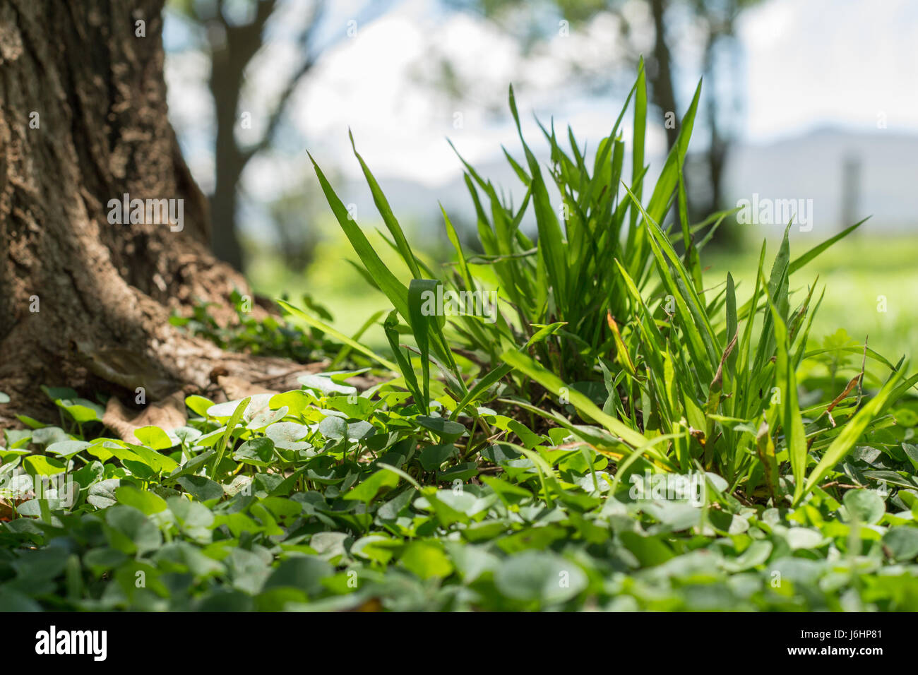 Background with tree trunk and clump of grass and clover in the shade ...