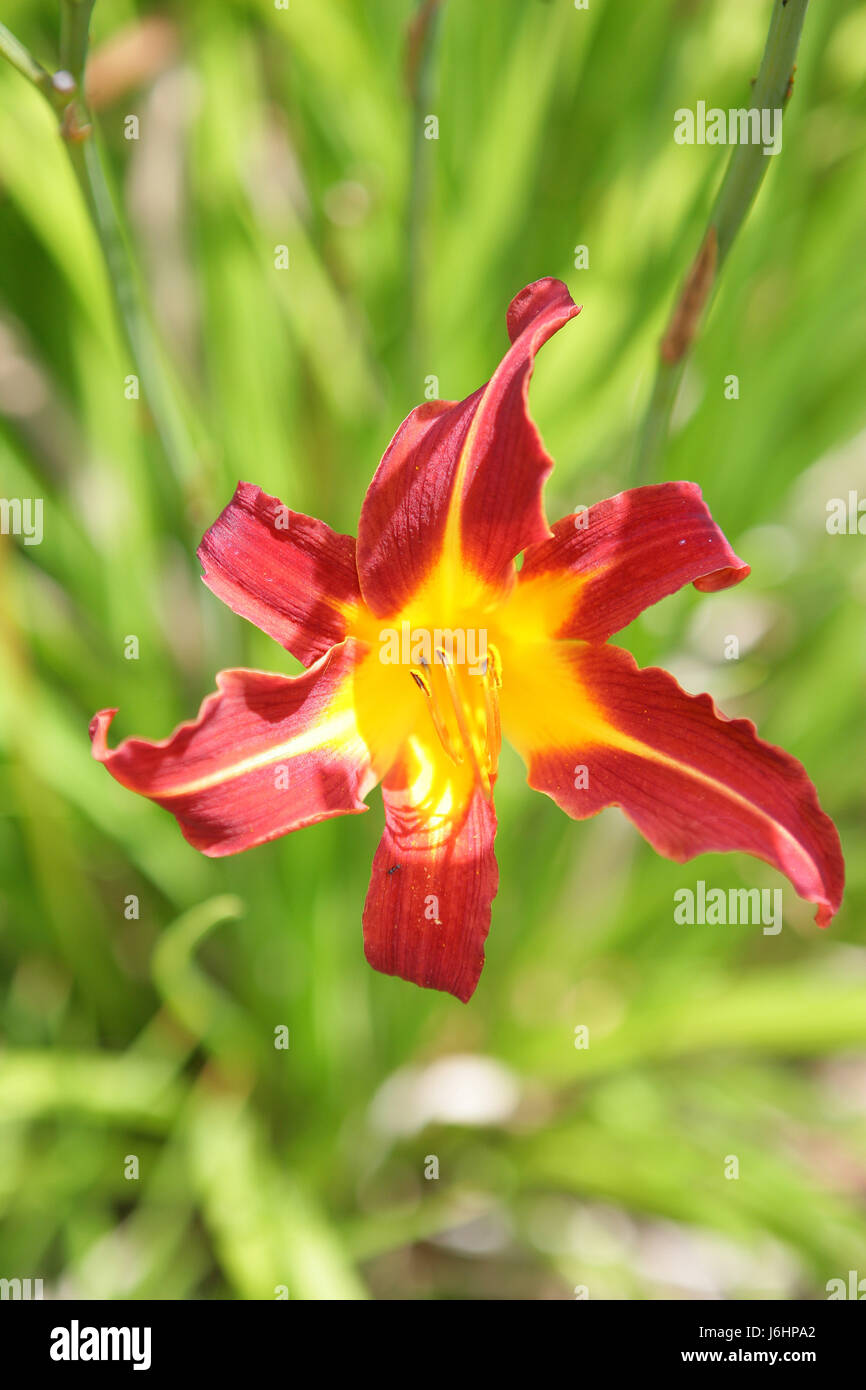 vertical,plants,plant,red flower,and orange,pistil,red petals Stock ...