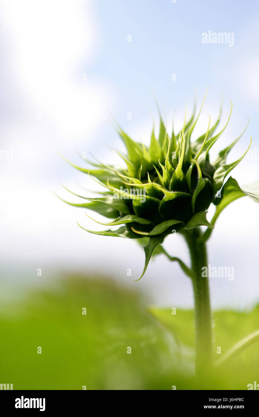 vertical,plants,hatching,lawn,green,plant,flower sunflower,green petals ...