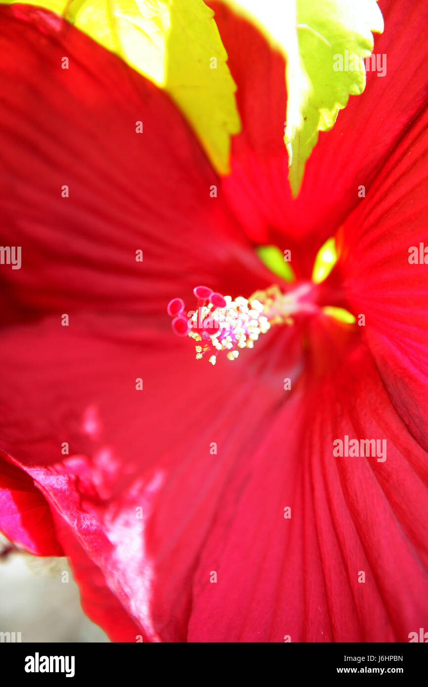 vertical,plants,plant,red flower,red petals,pistil Stock Photo - Alamy