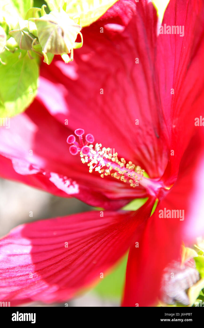 vertical,plants,plant,red flower,red petals,pistil Stock Photo - Alamy
