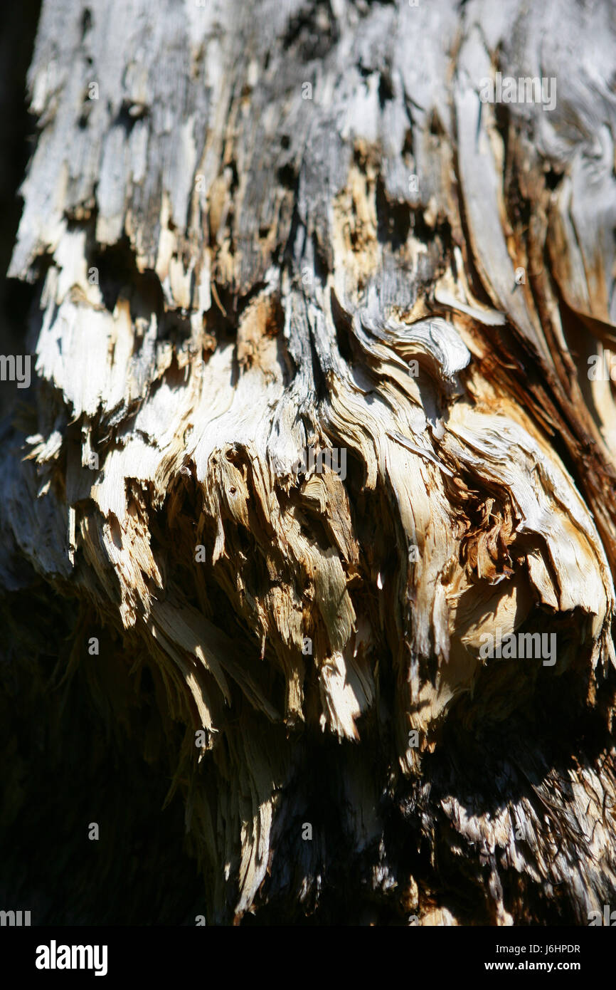 wood,vertical,detail of a tree trunk Stock Photo - Alamy