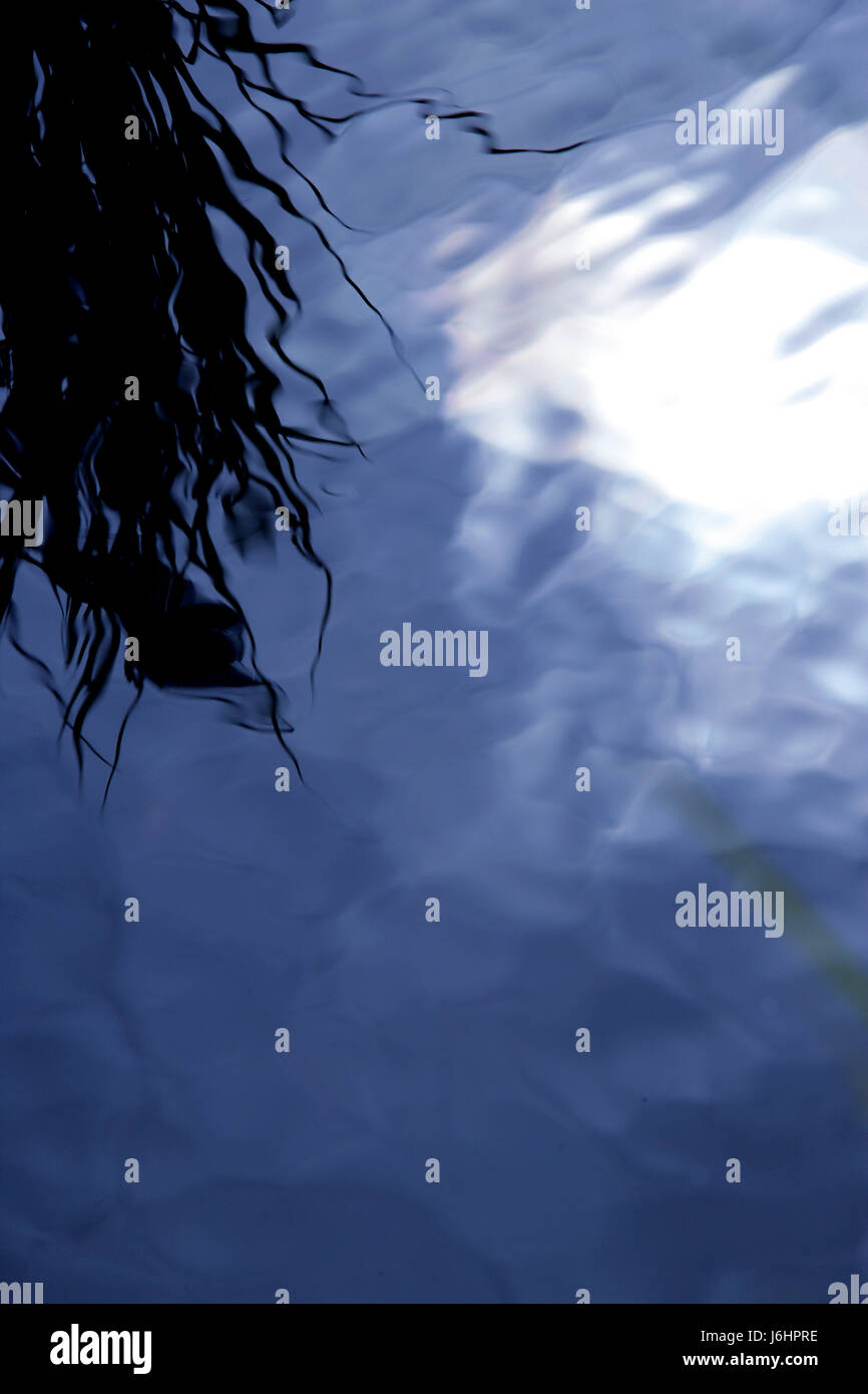 leaves reflection plants glimmer foliage water nature plant sheet ...