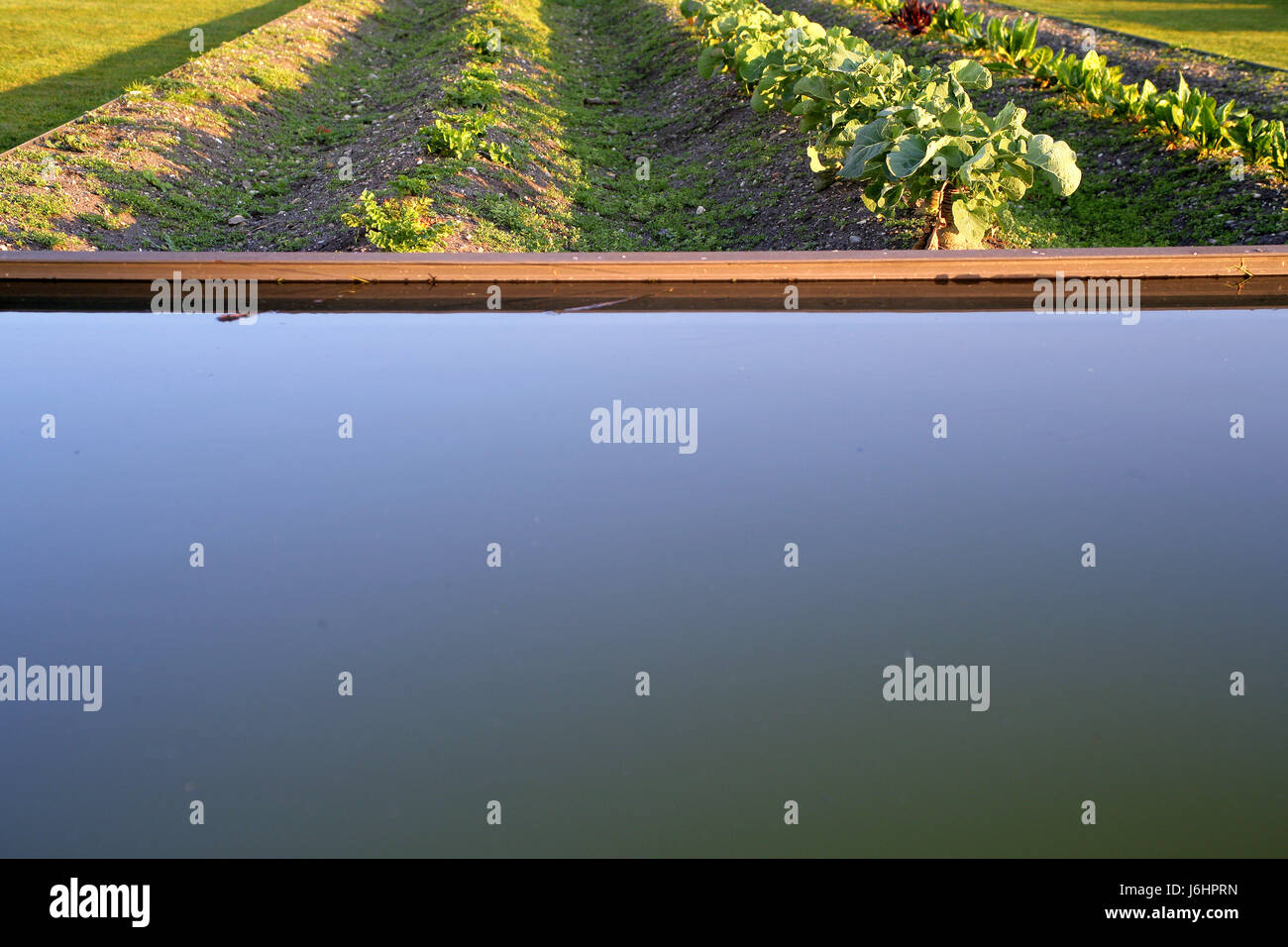 culture,garden,agriculture,farming,fresh water,pond,water,pool ...