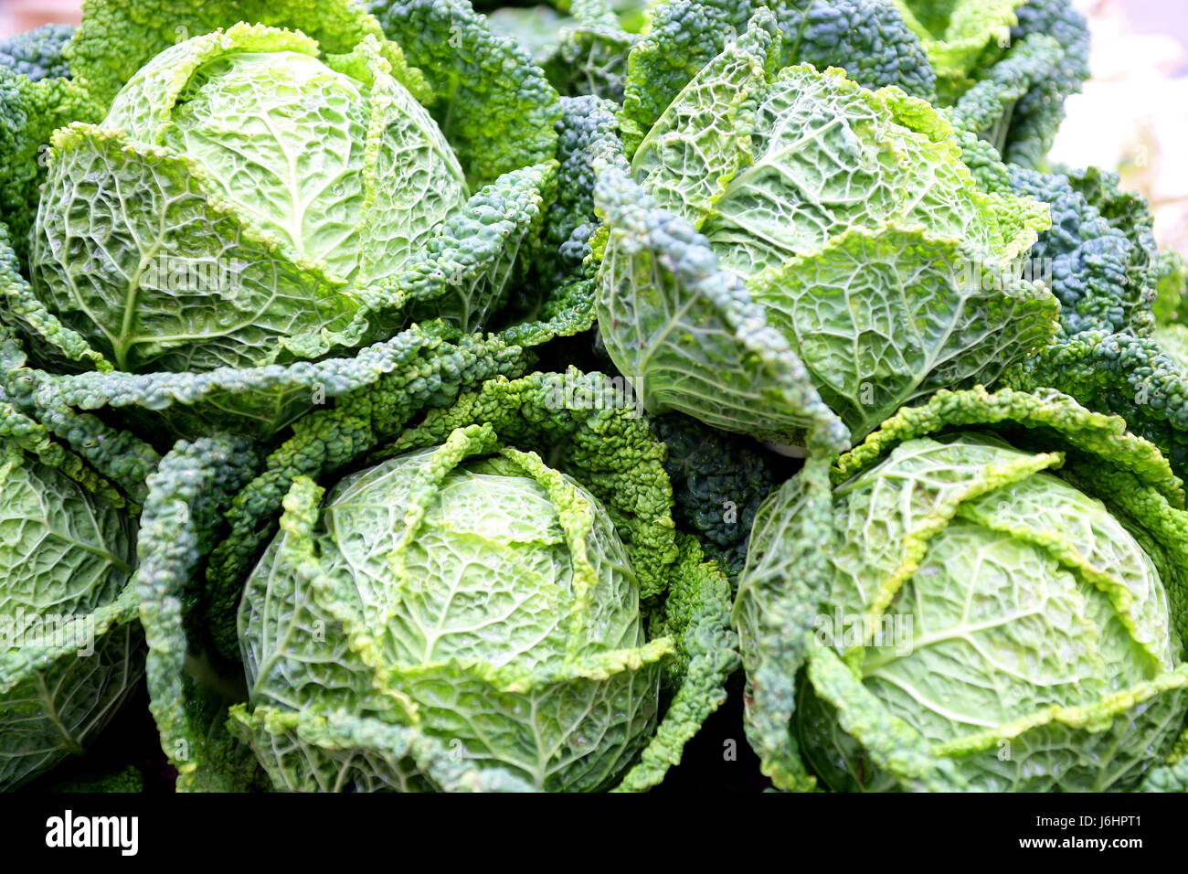 Cruciferous Plants Stock Photos & Cruciferous Plants Stock Images - Alamy