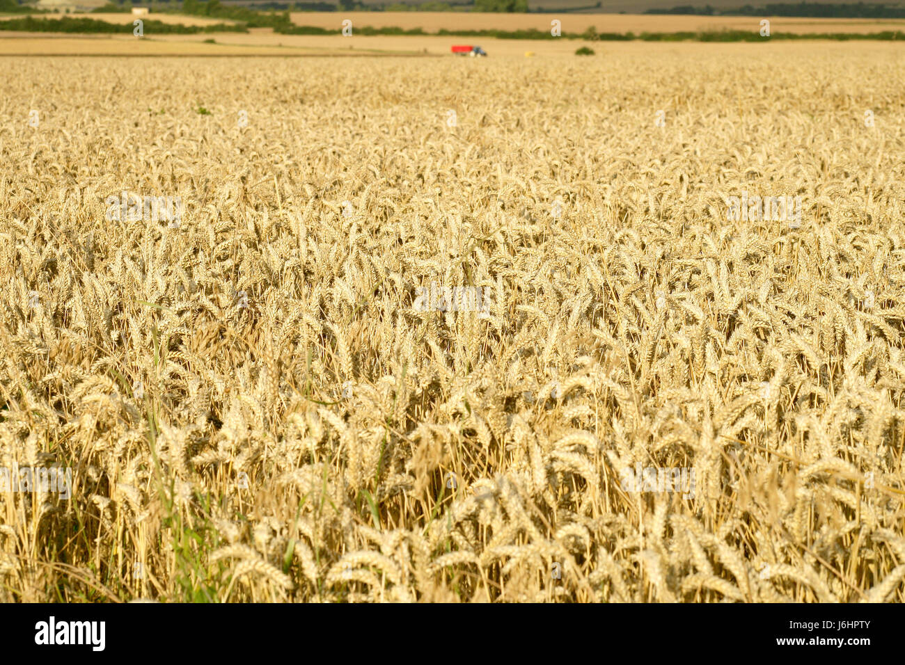 culture agriculture farming field production wheat wheat field ...