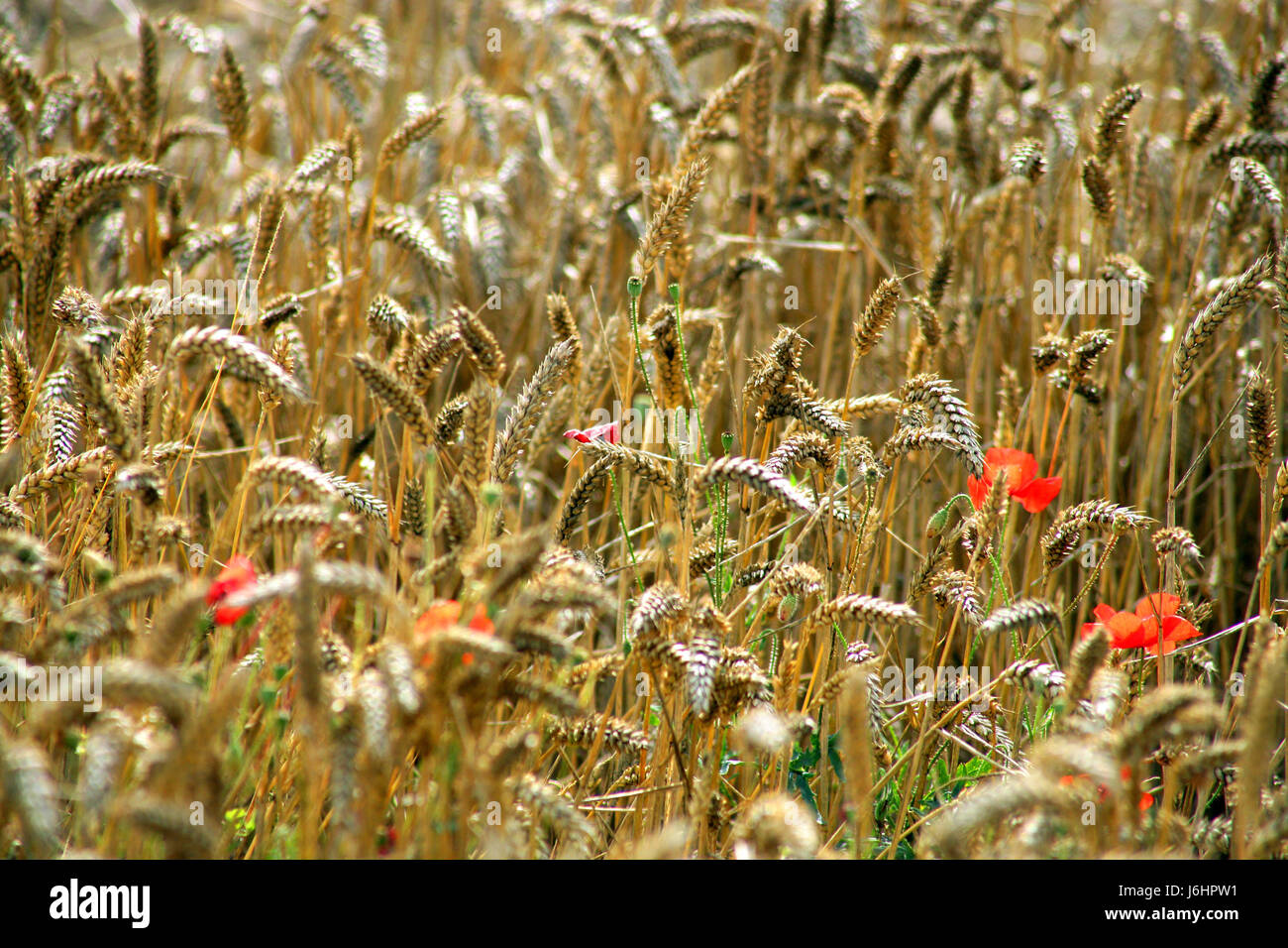 culture agriculture farming field production wheat wheat field scenery ...