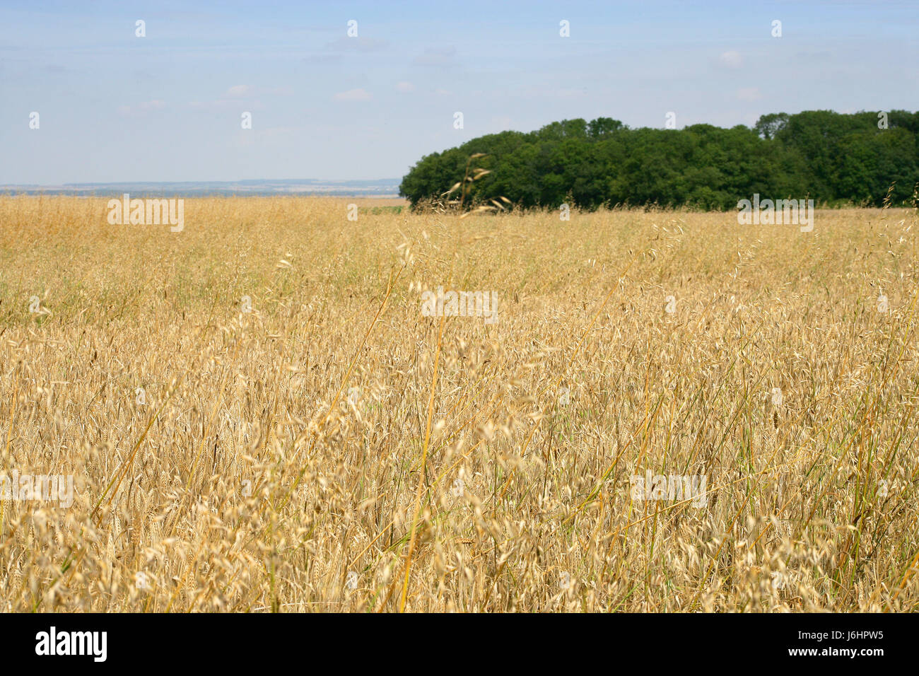 culture agriculture farming field production wheat wheat field ...