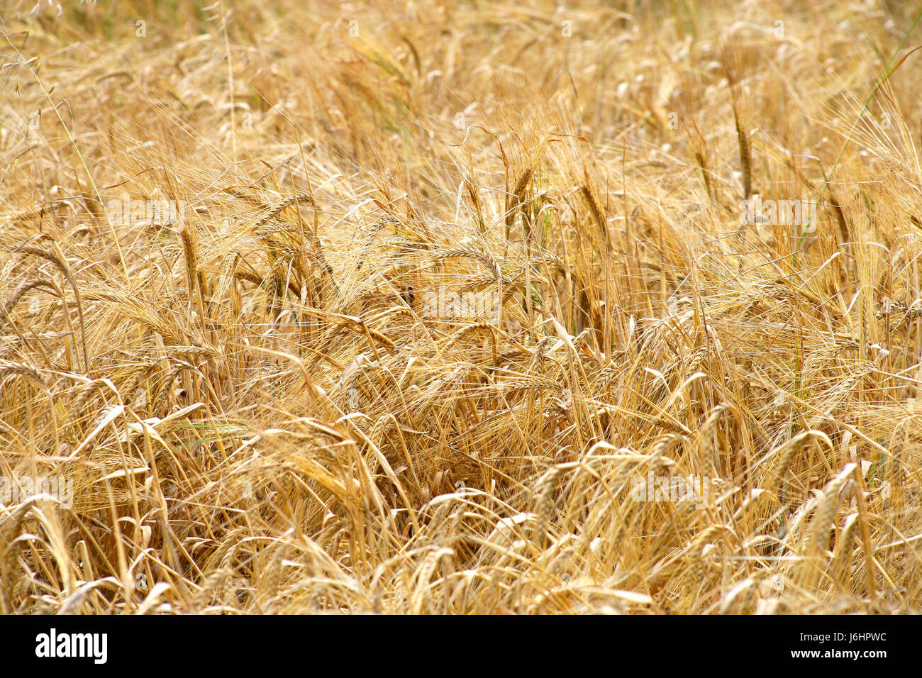 culture agriculture farming field production cereals cereal field field ...