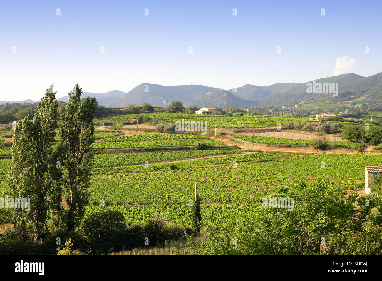 culture agriculture farming field vineyards vines overview viticulture ...