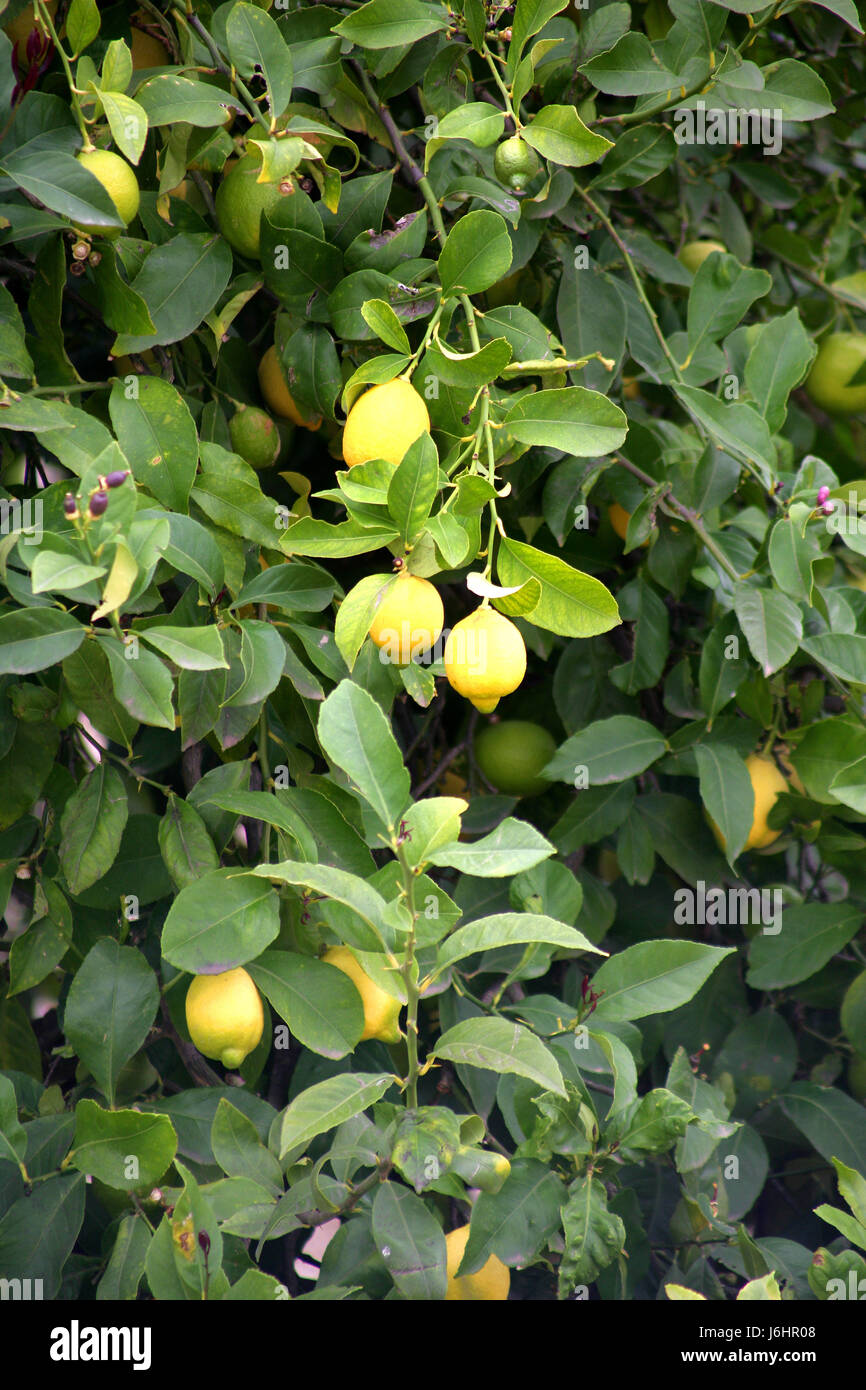 fruit,lemons,lemon,citron,lemon tree,fruit tree Stock Photo - Alamy