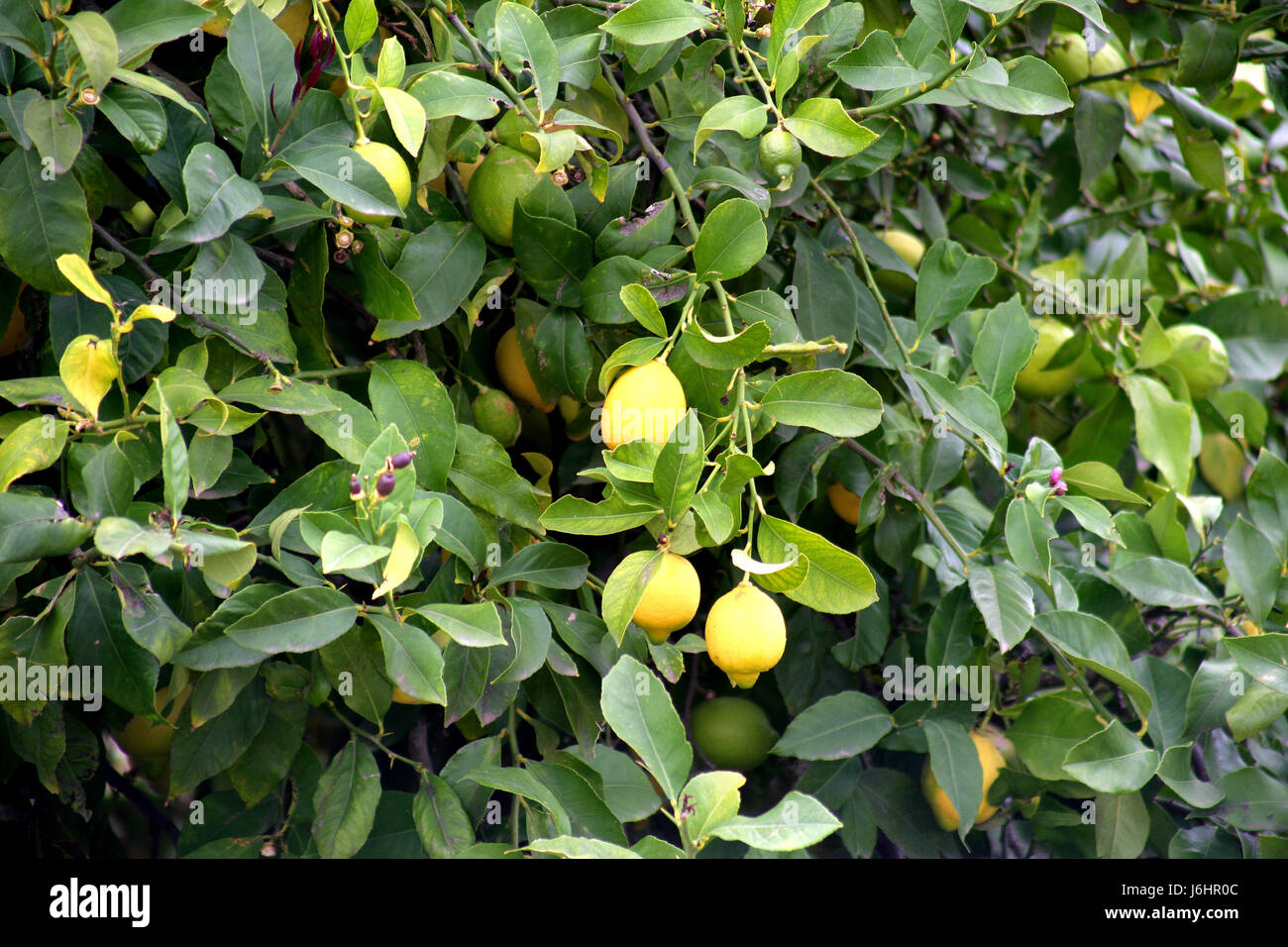 fruit,lemons,lemon,citron,lemon tree,fruit tree Stock Photo - Alamy