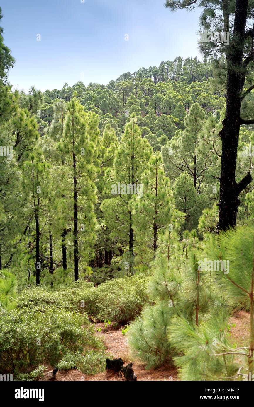 tree trees spain landscape scenery countryside nature forest natural ...