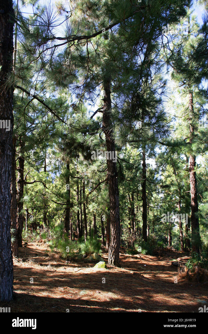 tree trees spain landscape scenery countryside nature forest natural ...