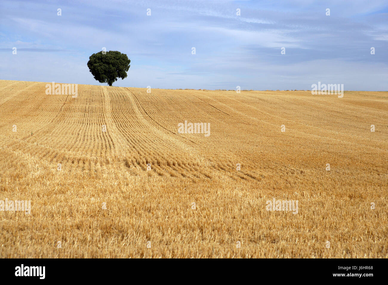 culture tree agriculture farming production wheat wheat field landscape ...