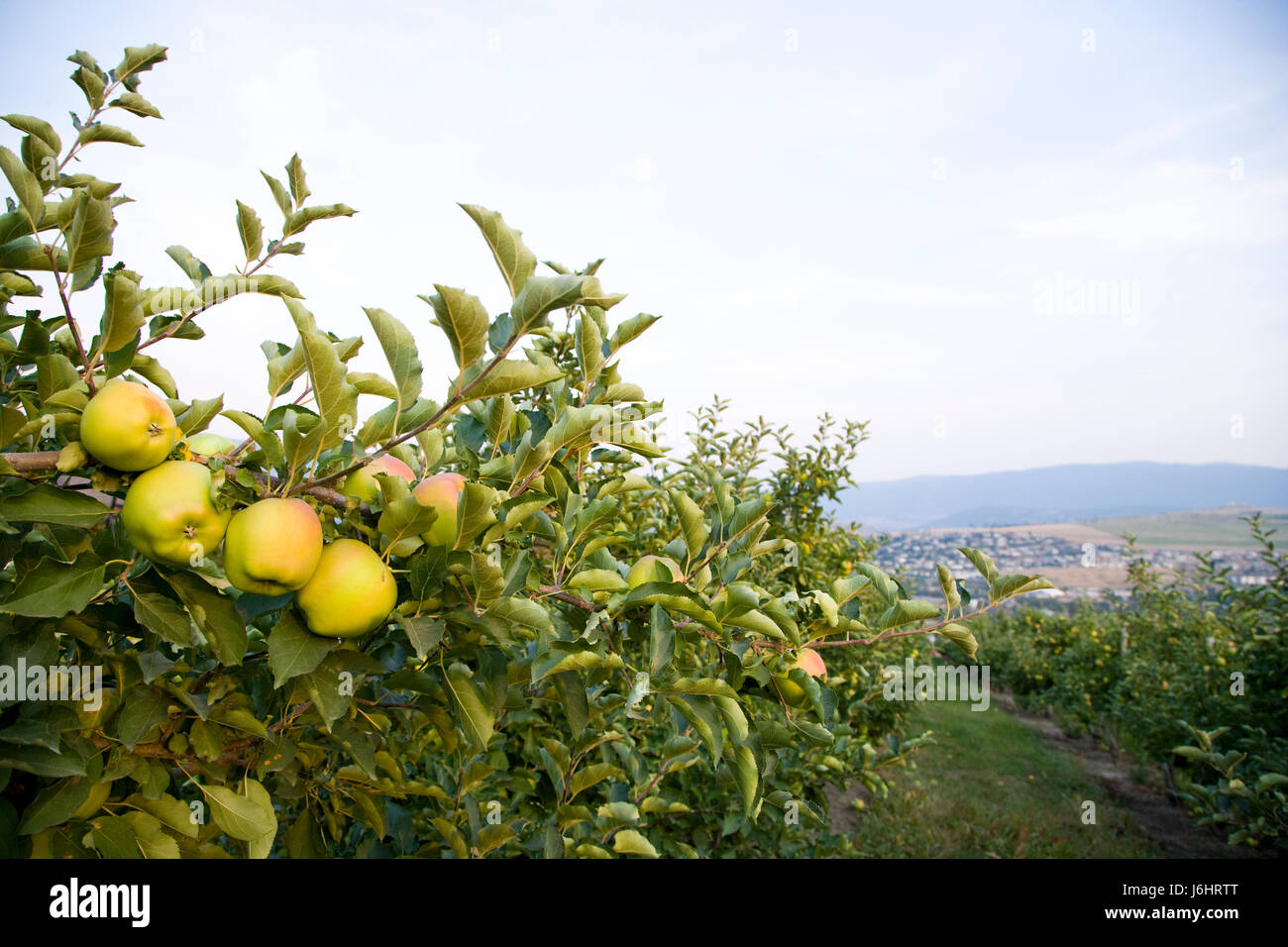 tree trees agriculture farming progenies fruits horizontal apples apple ...
