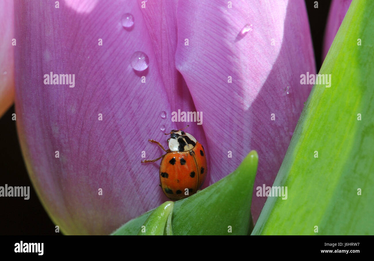 insect beetle spring dew dewdrop drop drip drops seeping sopping drips ...
