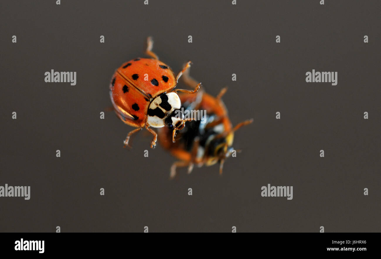 insect beetle reflection spring mirror ladybug macro close-up macro ...