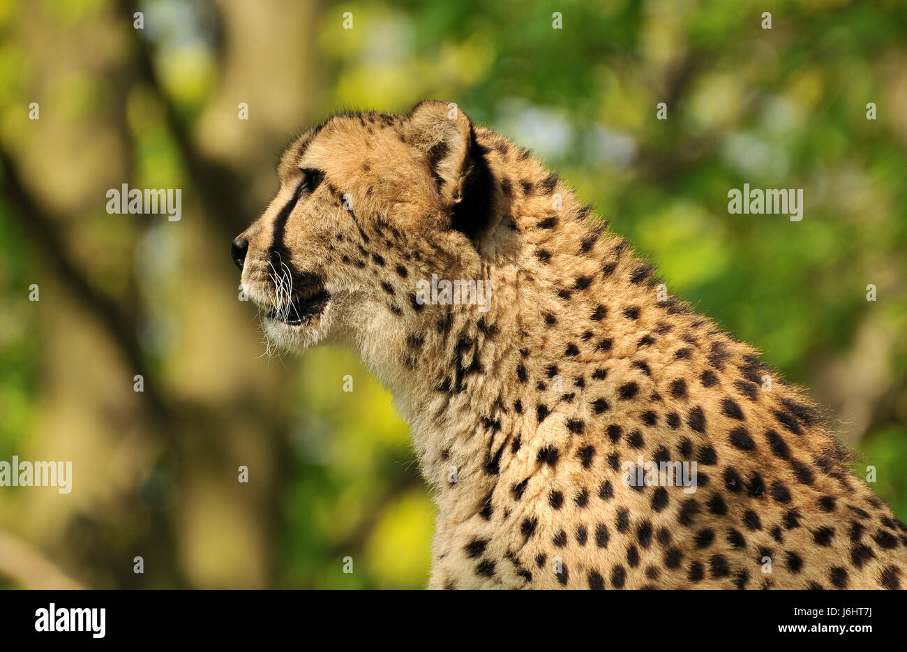 big cat feline predator zoo skin predator cat cheetah pussycat domestic ...