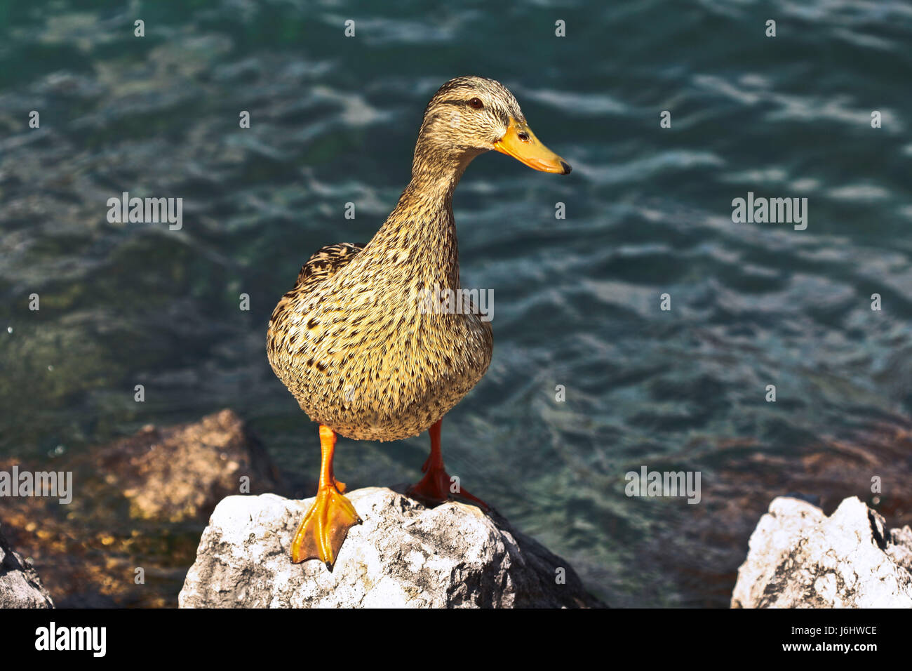 brown brownish brunette beak feathering duck beige cackle beaks water ...