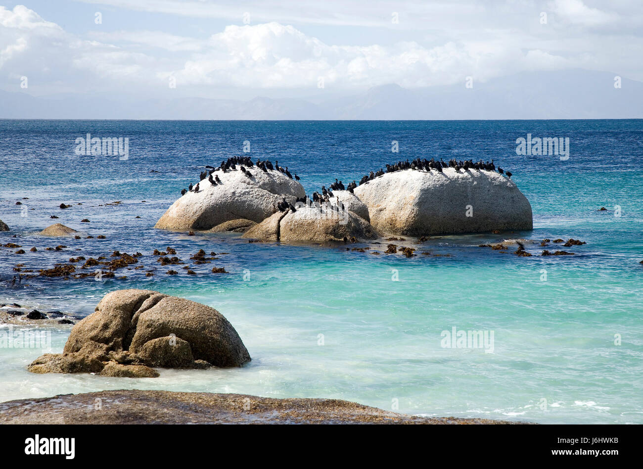bird birds salt water sea ocean water bird birds rock facilitate ease ...