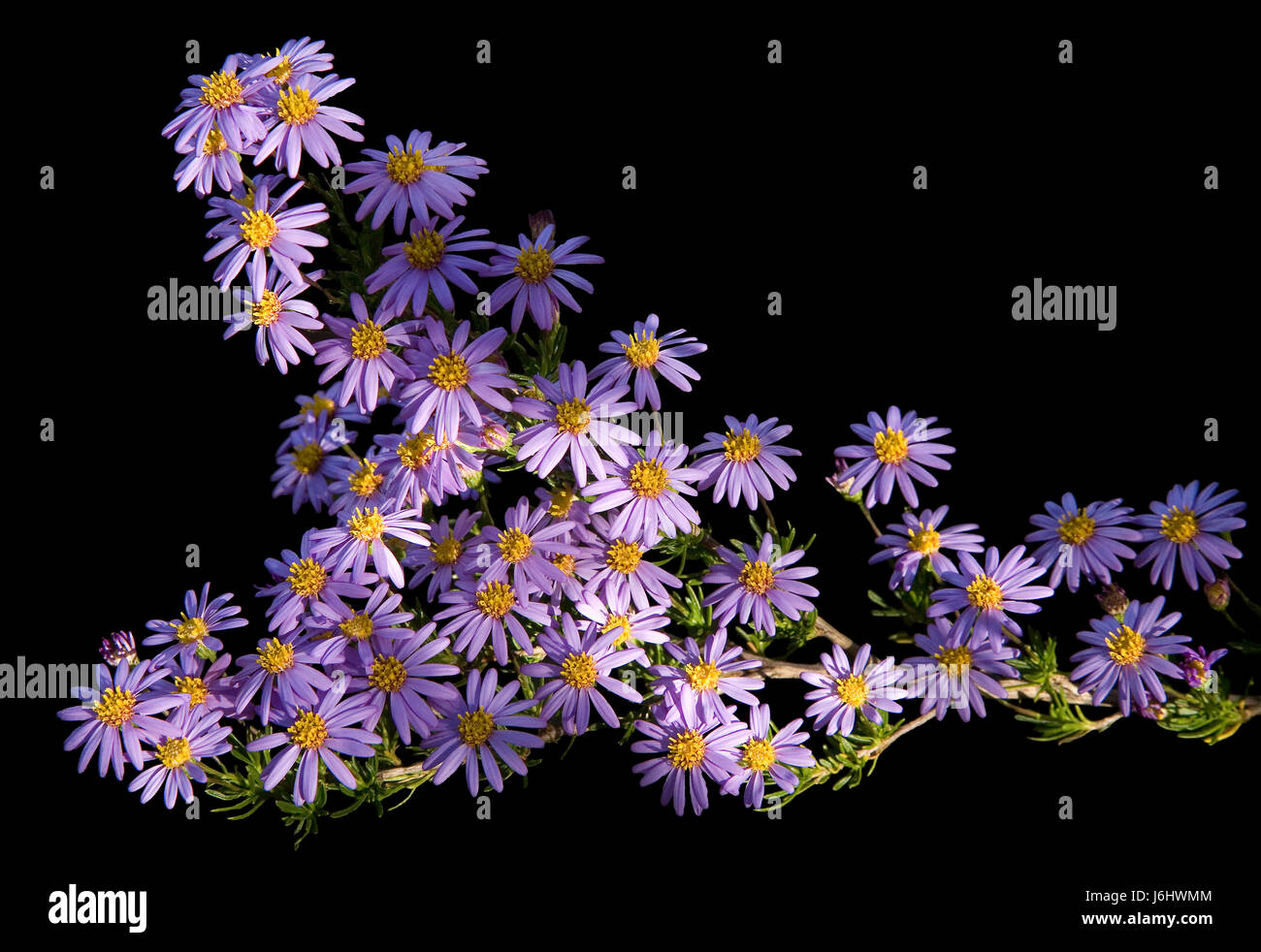 Blue aster flower hi-res stock photography and images - Alamy