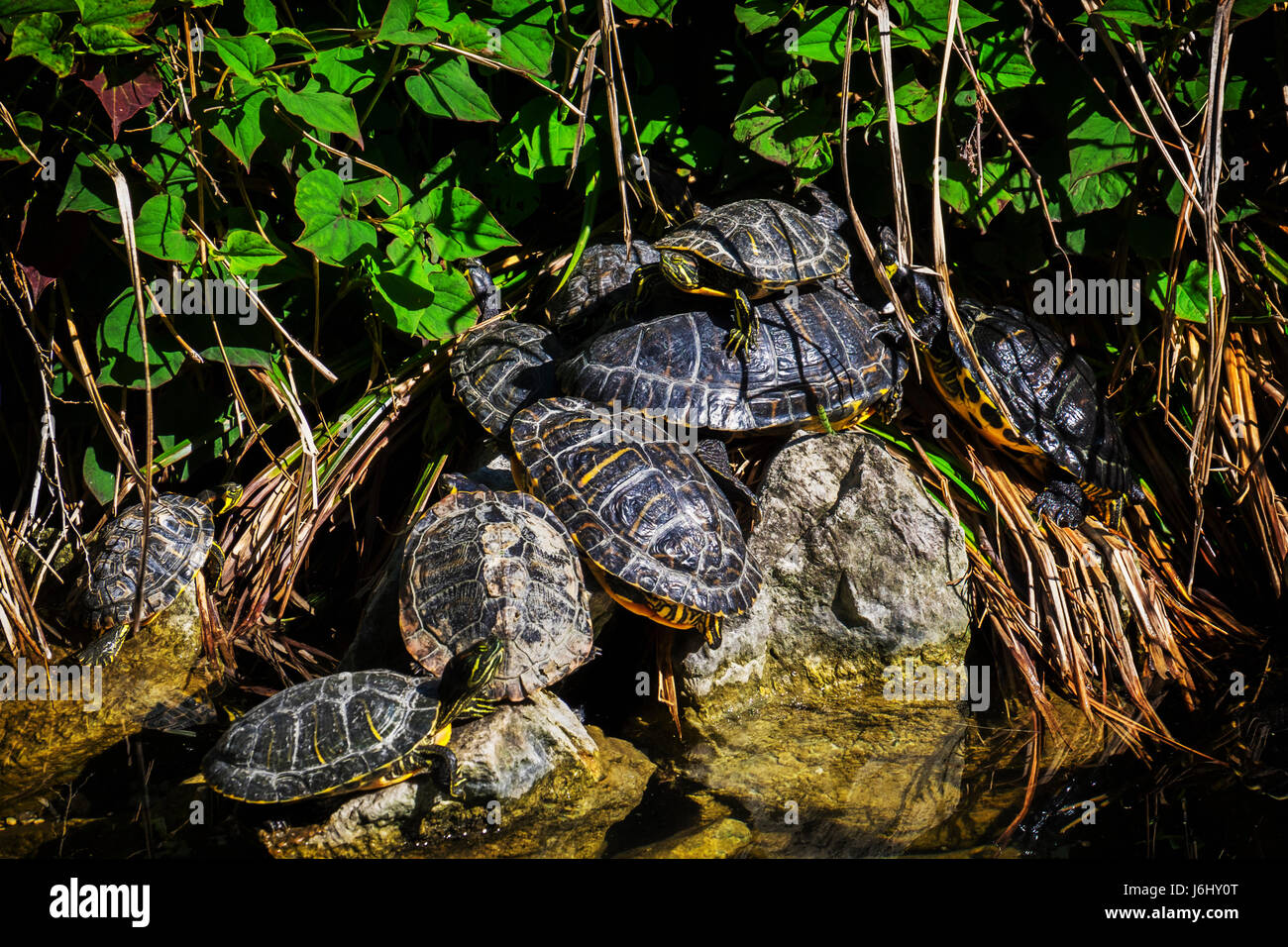 Turtles on top of each other hi-res stock photography and images - Alamy
