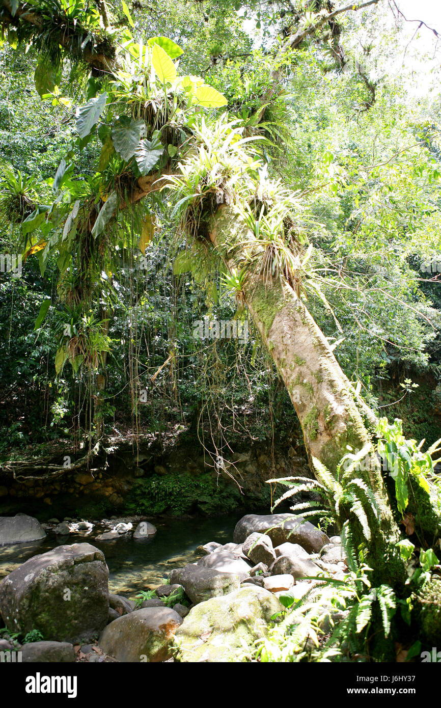 tree exotic vertical vegetation plants rainforest rain forest river ...