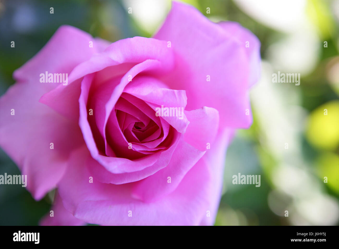 flower,plant,flora,horizontal,plants,violet rose,purple petals Stock ...
