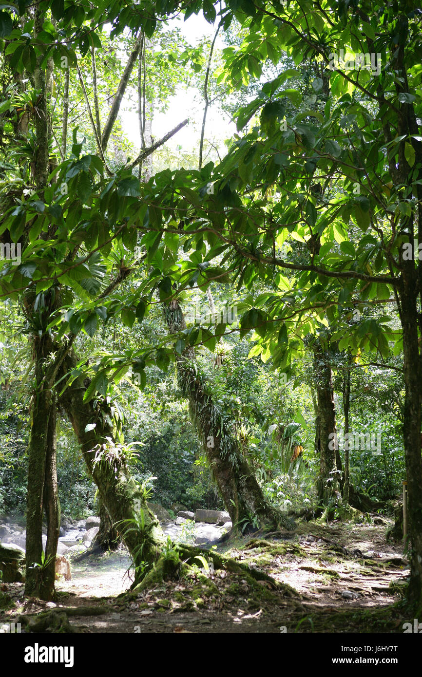 vertical,plants,rainforest,rain forest,alien,tropical trees,flora ...