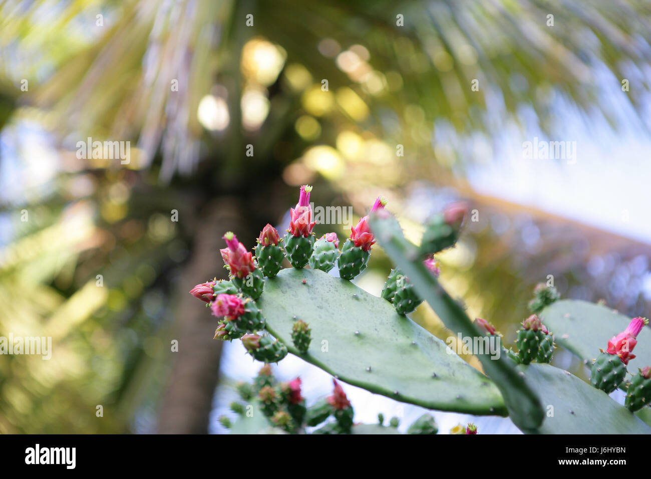 flower,flowers,plant,horizontal,cactus,plants,fig tree,figuier de ...