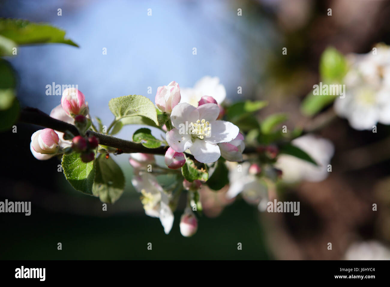 horizontal spring bouncing bounces hop skipping frisks jumping jump ...