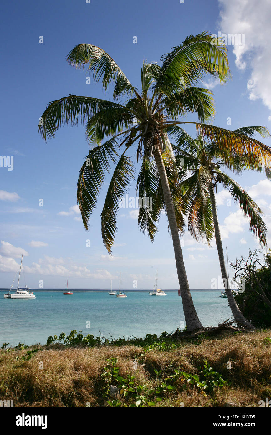tree trees beach seaside the beach seashore vertical island palm ...