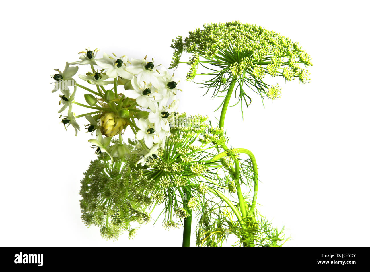 flower,plant,plants,dills,ornithogalum,green flowers,white background ...