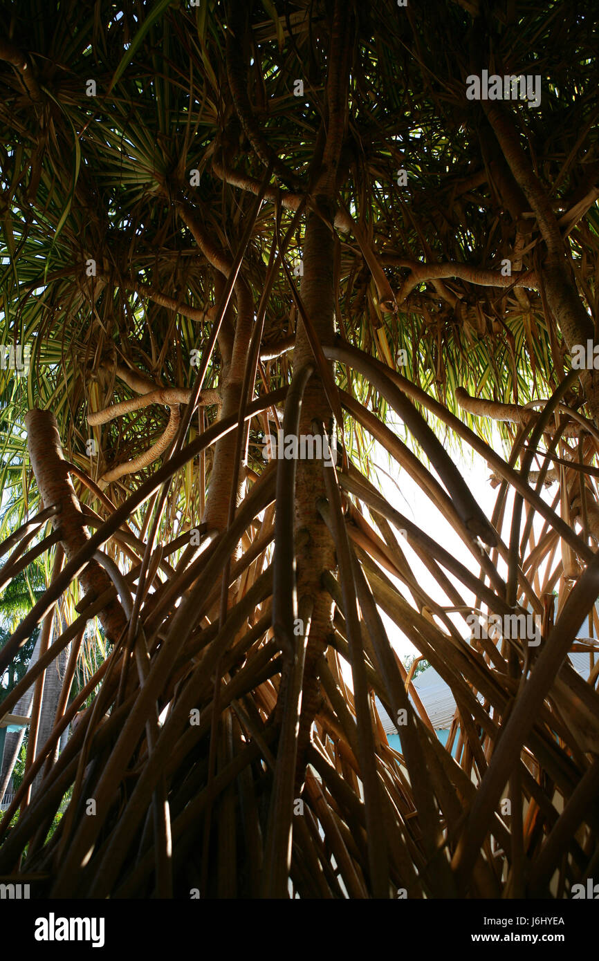 vertical,plants,yucca,flora guadeloupe,roots of a tree Stock Photo - Alamy