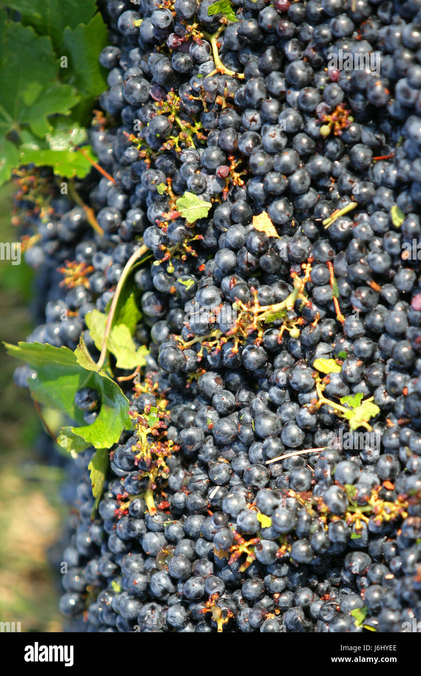 wine grapes fruit vertical viticulture bunches of grapes red grape ...