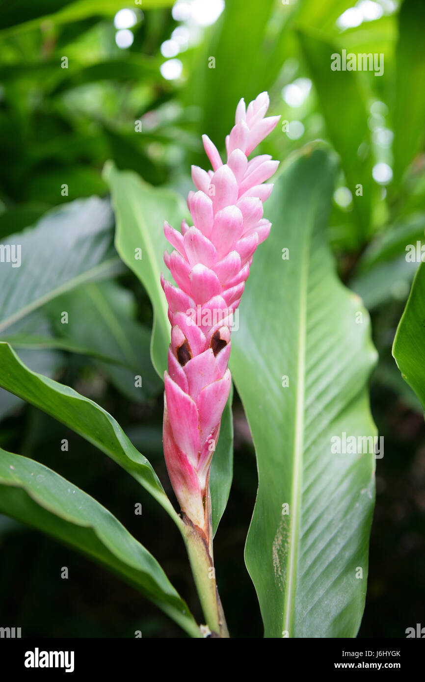 exotic vertical tropical plants plant pink flower alpinia pink flora ...